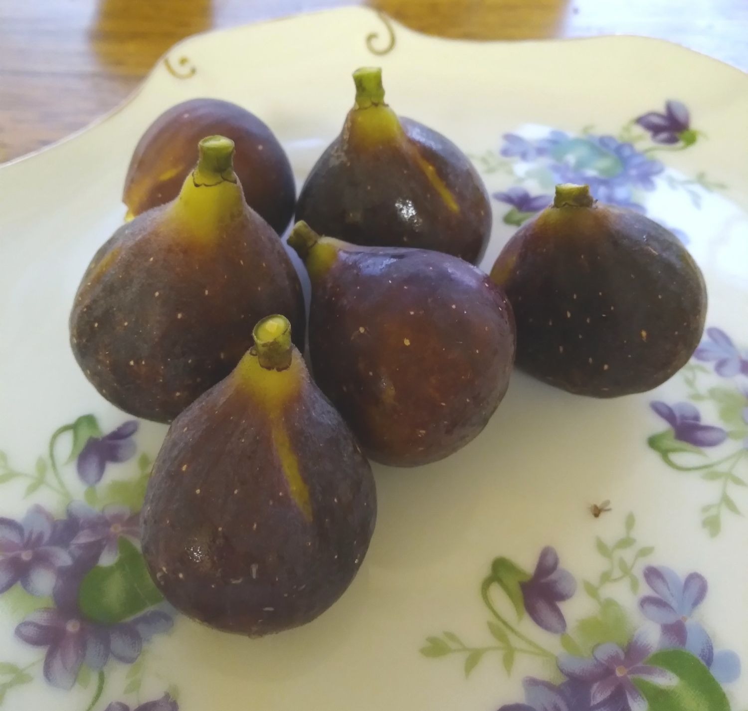 The Gift of Figs and Fig Trees – Jeanne Grunert
